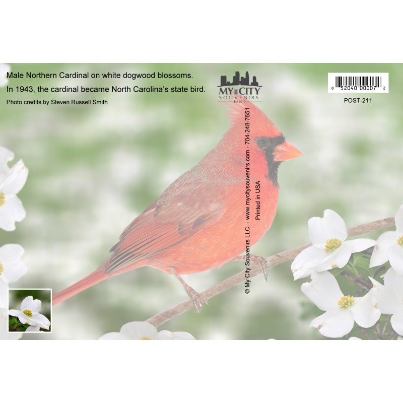 Souvenir Postcard - North Carolina Cardinal on Dogwood Blossom