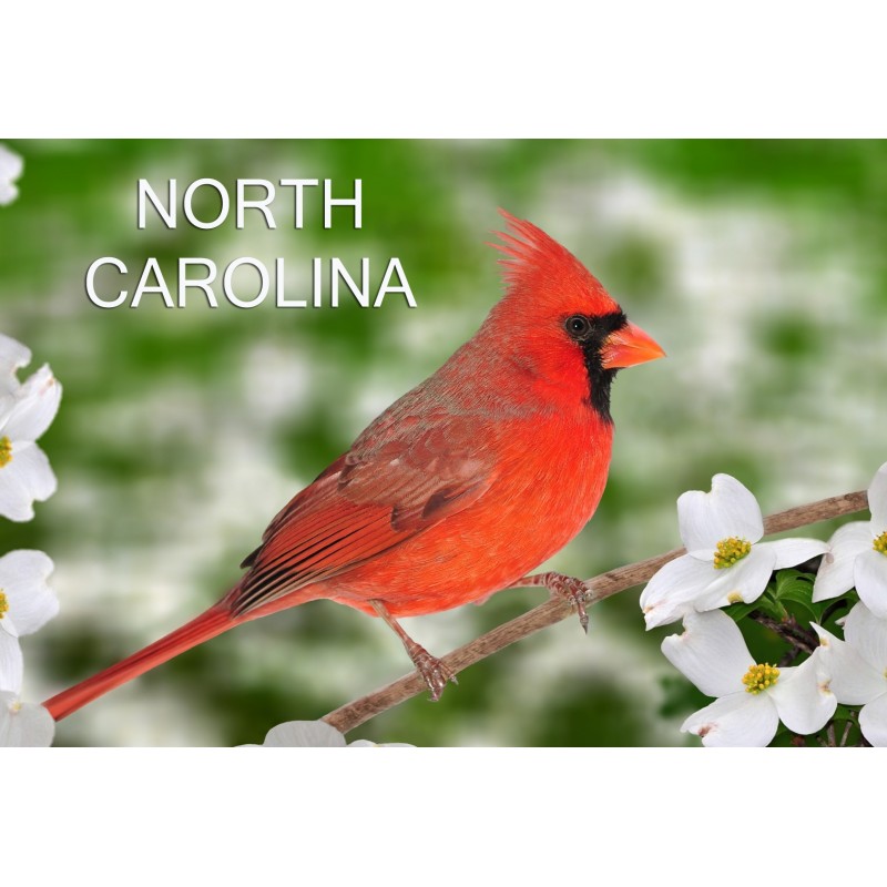 Souvenir Postcard - North Carolina Cardinal on Dogwood Blossom